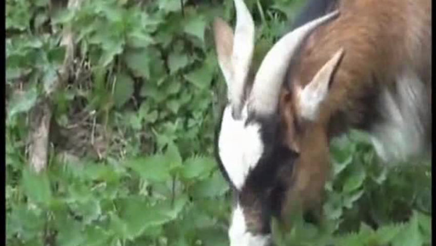 la chèvre.movie - Cycle-2 Éducatif