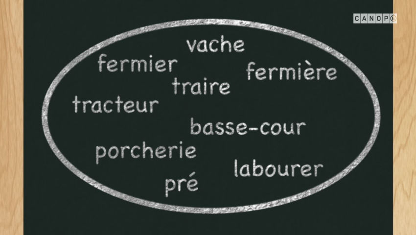 Vocabulaire - le champ lexical vidéo - Cycle-2 Éducatif