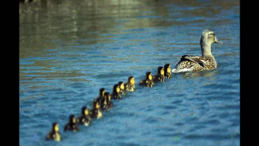 le canard.movie - Cycle-2 Éducatif